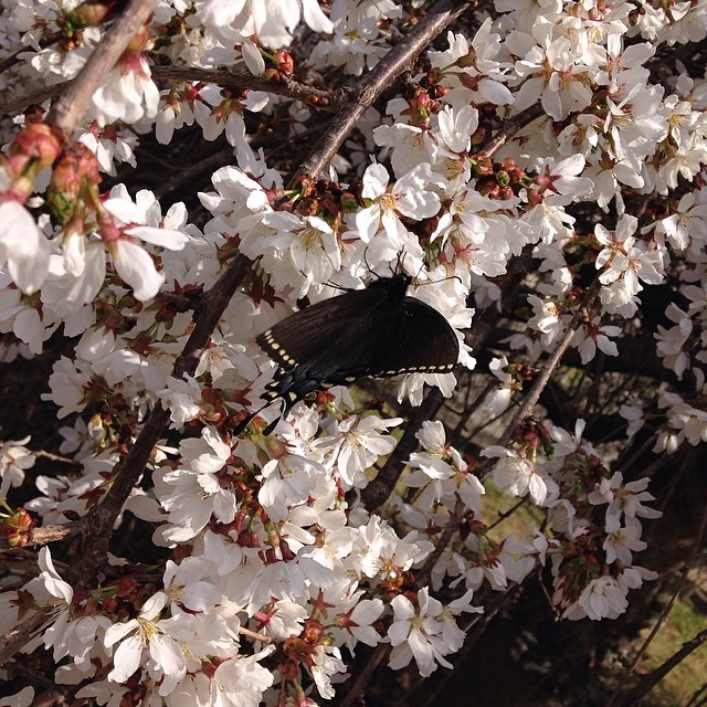 Blooms and butterflies ... Spring #visitwv - Visit Southern West ...