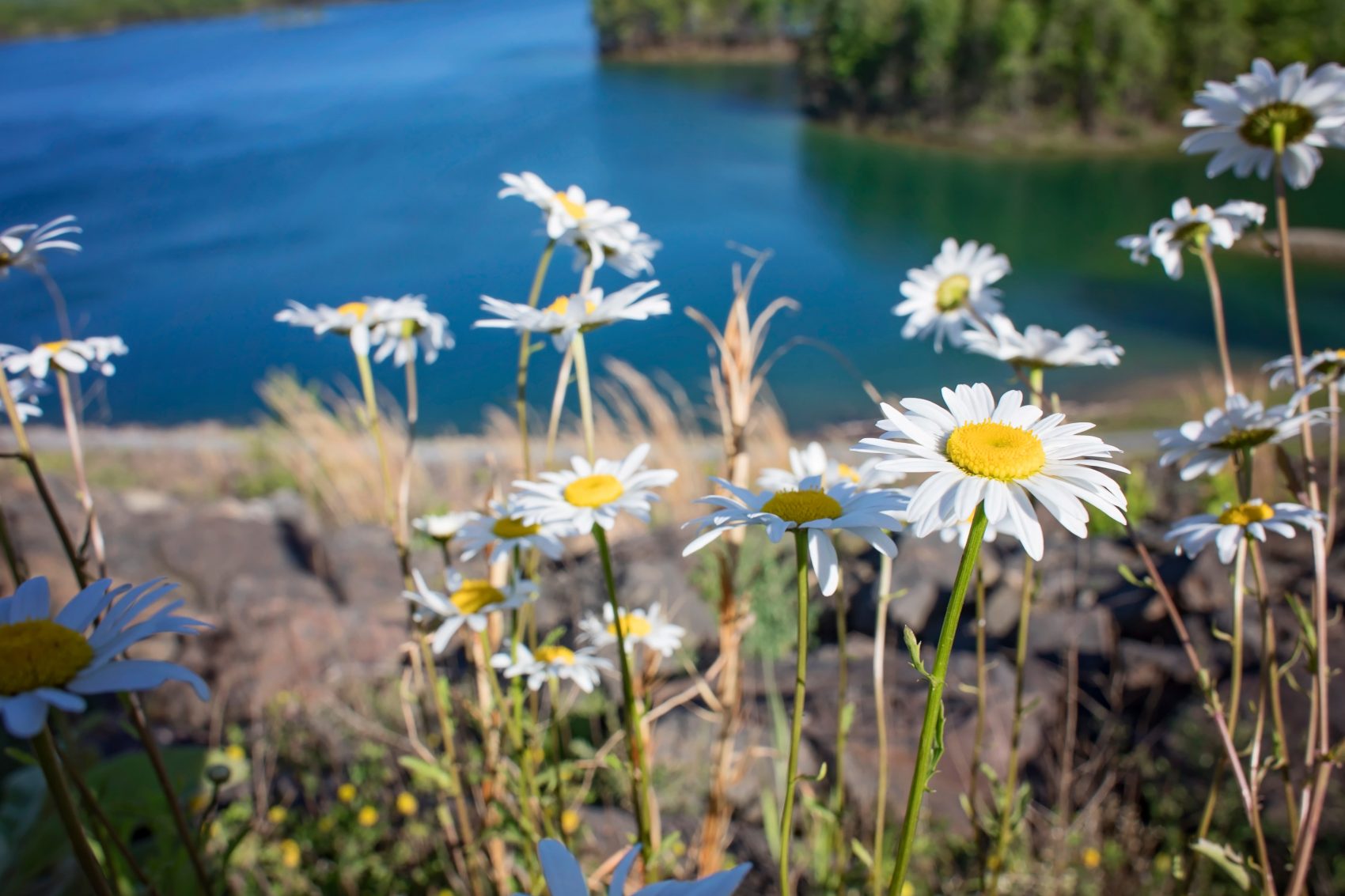 Spring Hiking and Wildflowers - Visit Southern West Virginia : Visit ...