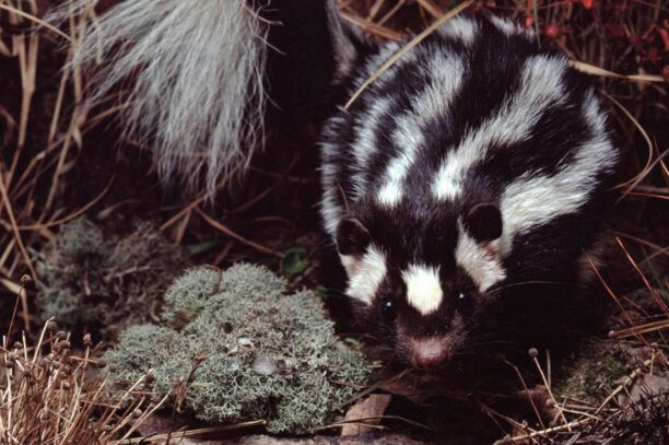 The Wonderful Wildlife of West Virginia - Visit Southern West Virginia ...